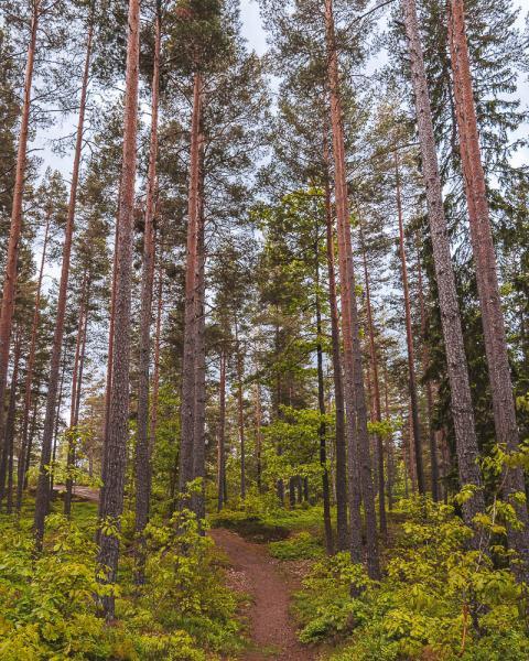 South Sweden Nature Trip, From Trelleborg To Beautiful Stockholm
