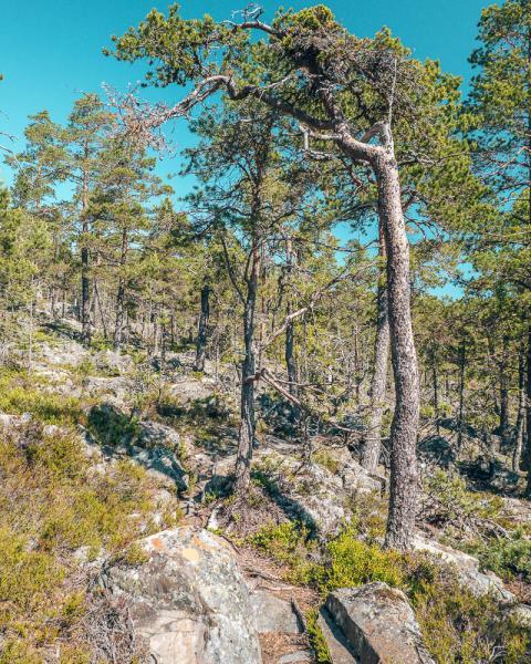 Höga Kusten, Ultimate Route to See the Highlights