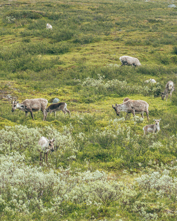 Vildmarksvägen, dit is de unieke wildernis route van Zweden